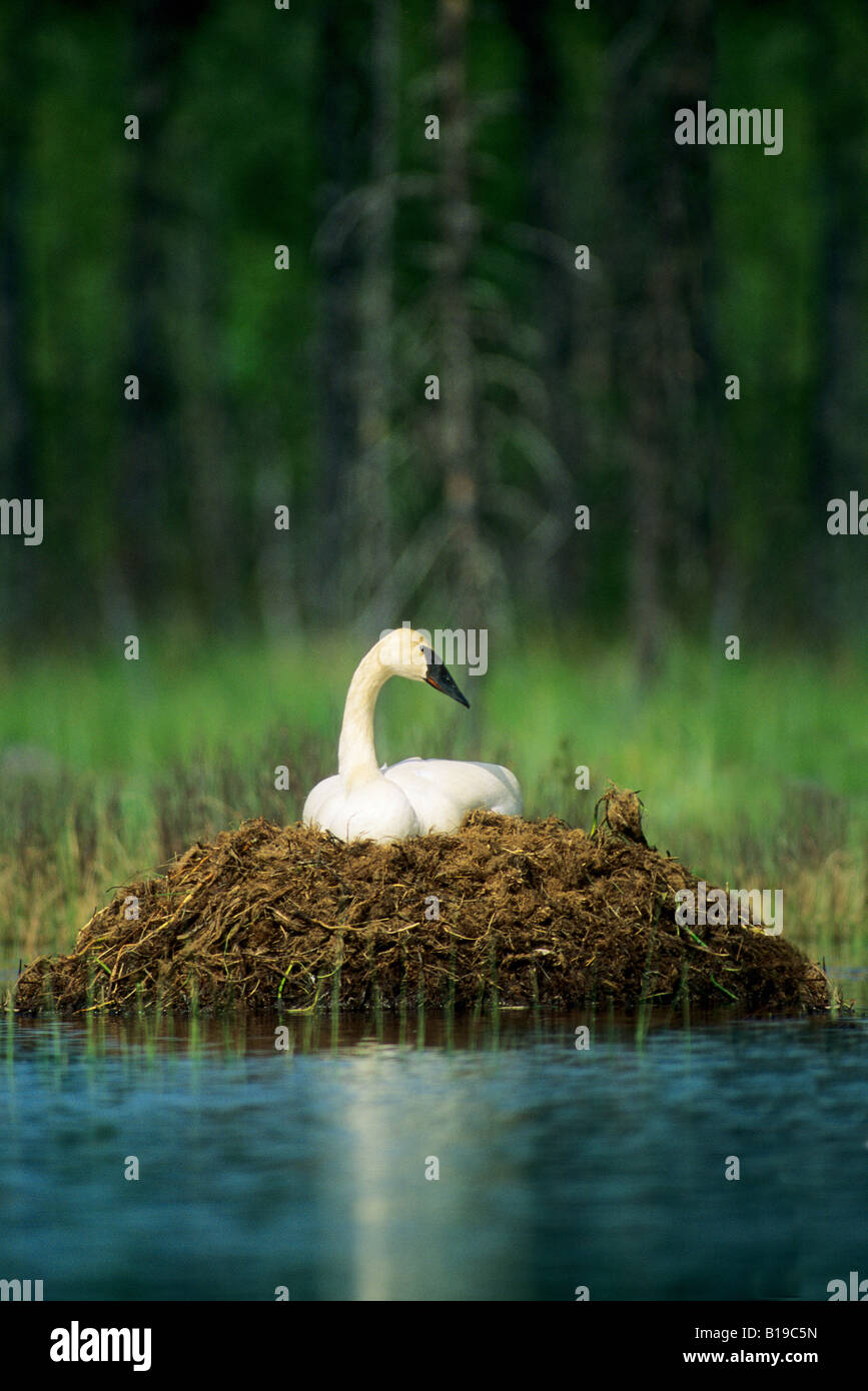 Trumpeter swan nest hi-res stock photography and images - Alamy