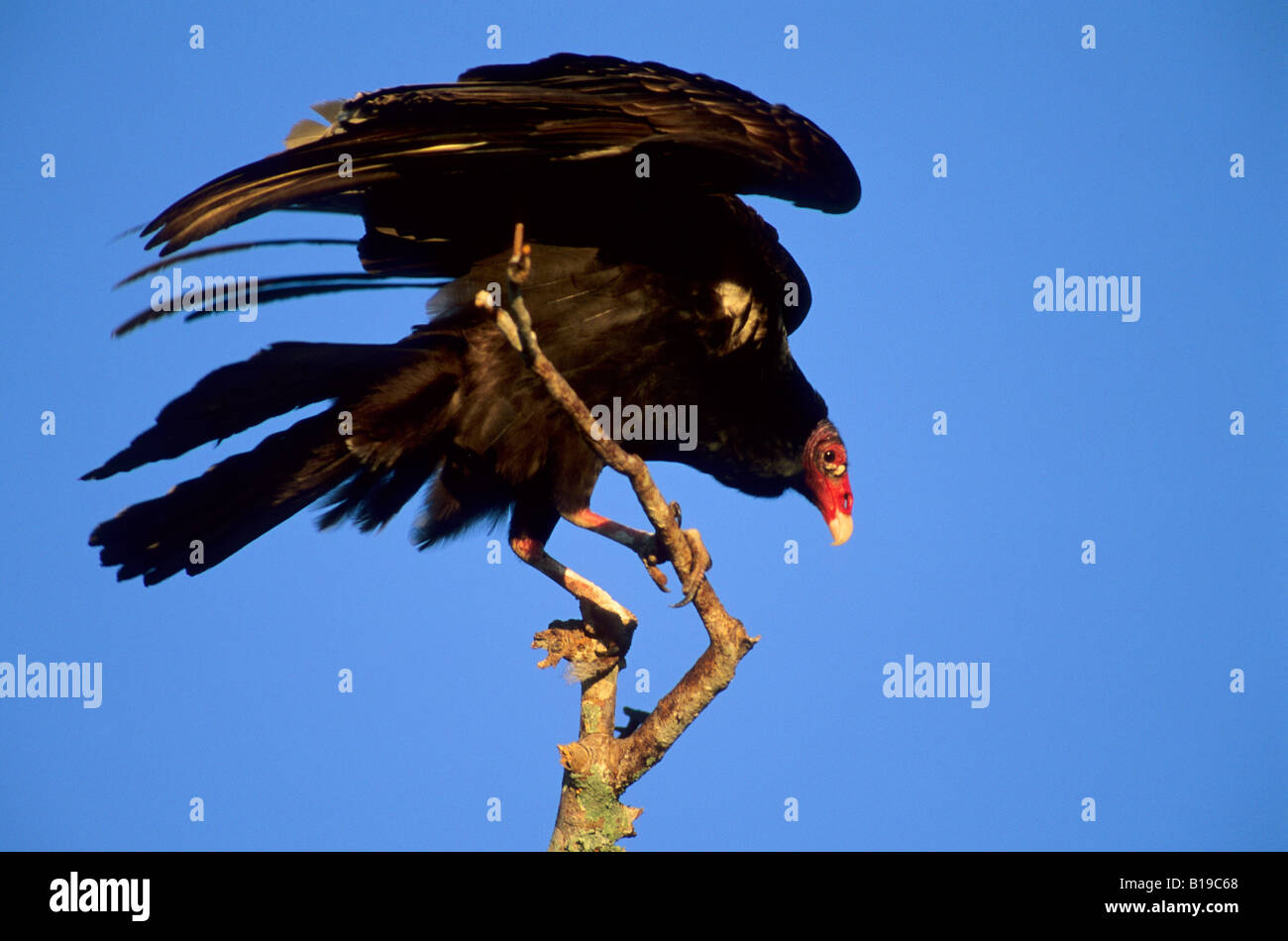 Adult turkey vulture (Cathartes aura) landing on a perch in a communal ...