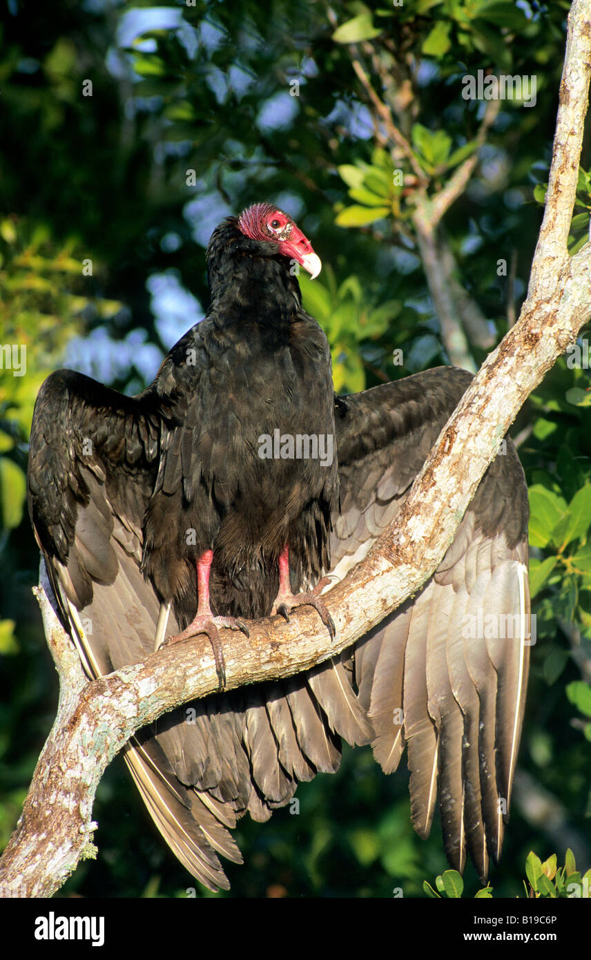 Adult turkey vulture (Cathartes aura) sunbathing in the early morning ...
