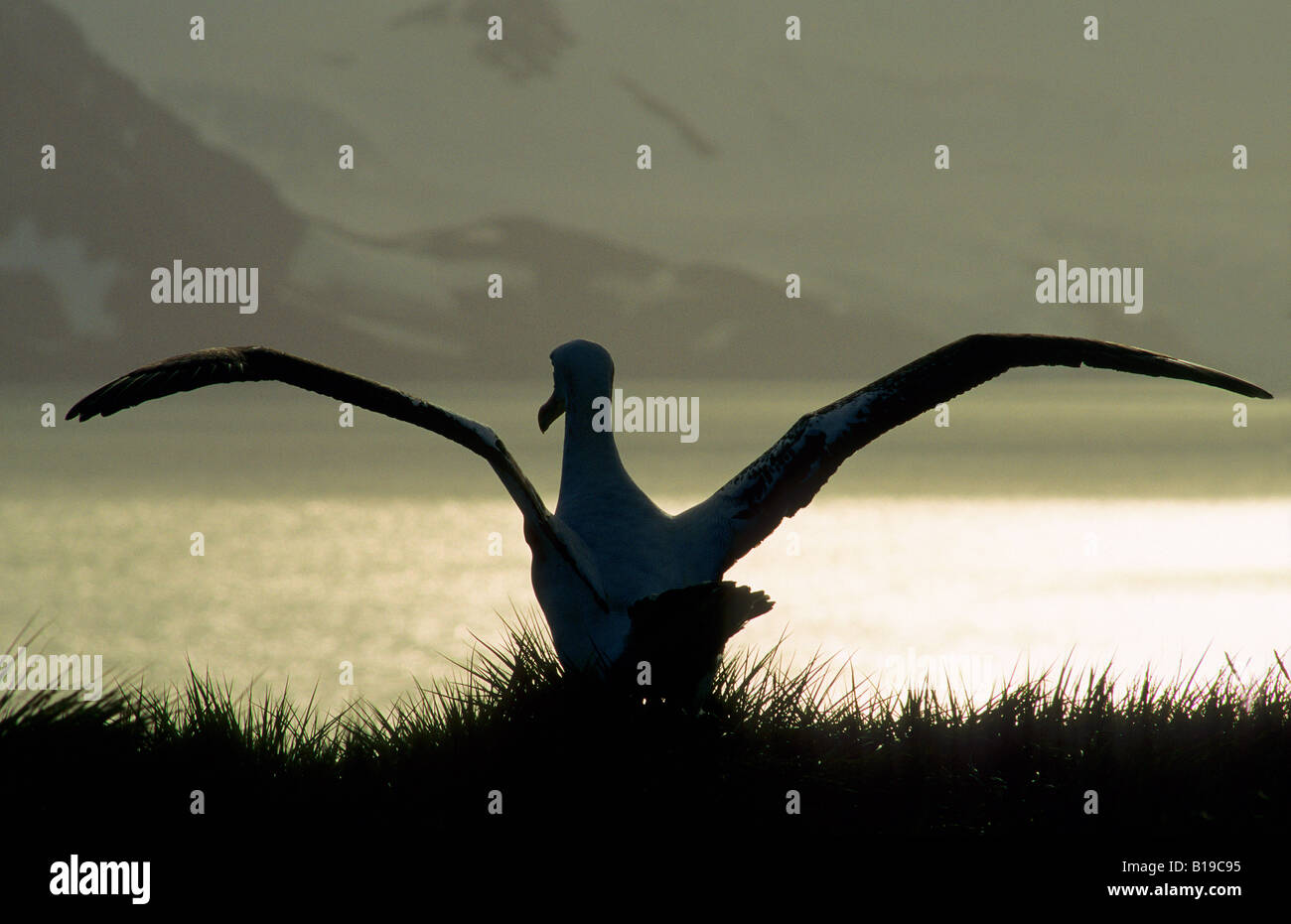 Adult wandering albatross (Diomedea exulans) taking off from its ...