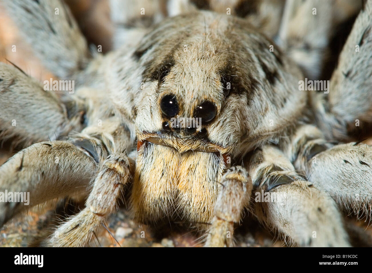 Arizona wolf spiders hi-res stock photography and images - Alamy