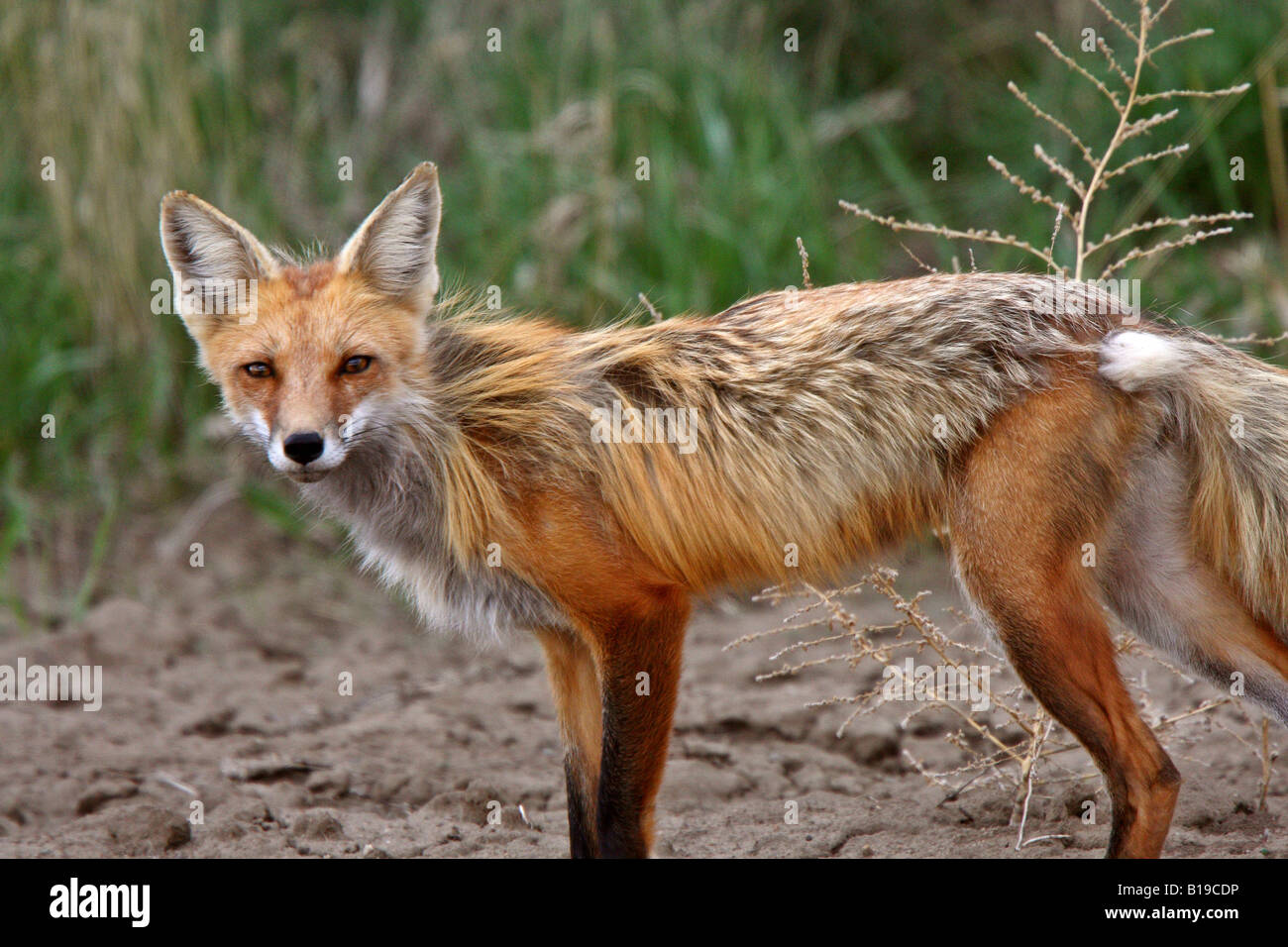 Red Fox vixen in spring Stock Photo - Alamy