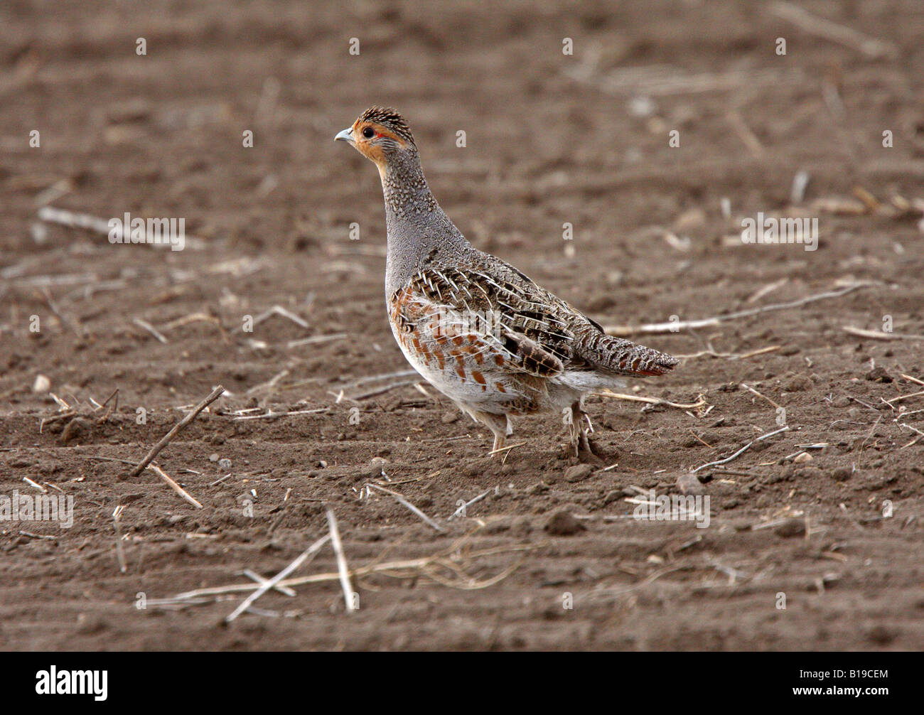 Gray Partridge in Saskatchewan field Stock Photo - Alamy