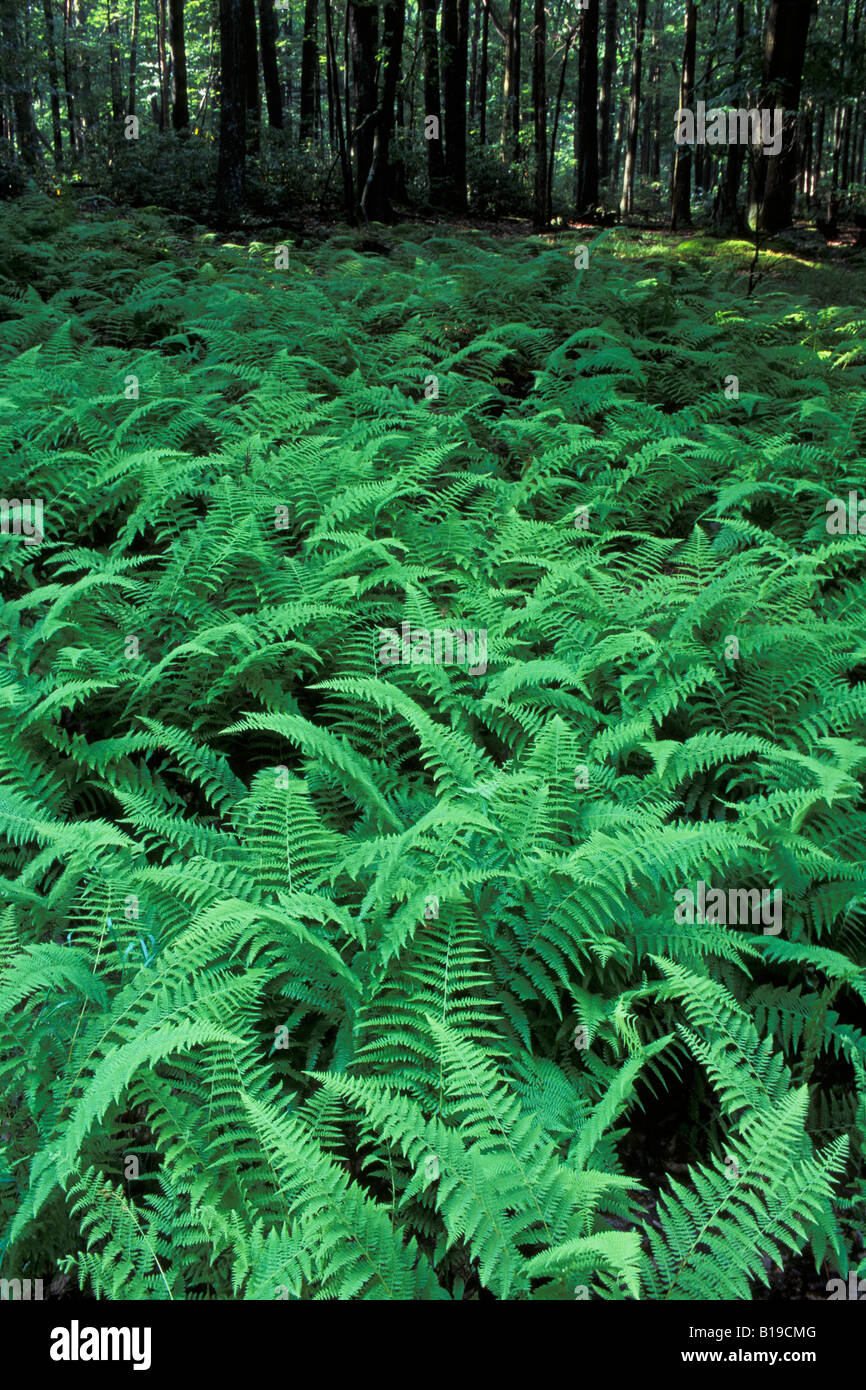 Ferns on the Forest Floor Allegheny National Forest, Warren ...