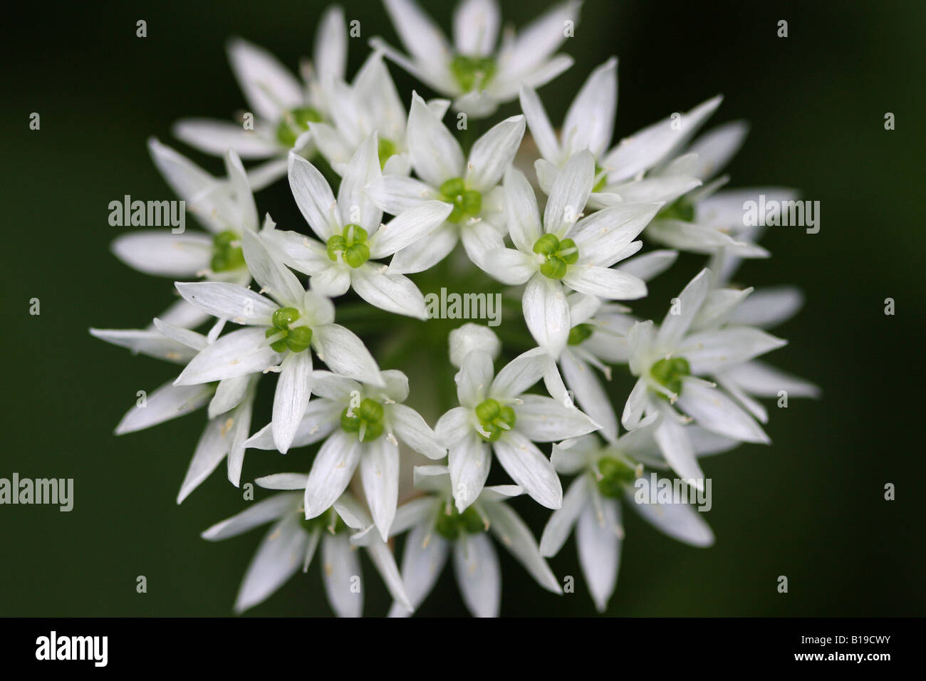 Stellate flower hi-res stock photography and images - Alamy