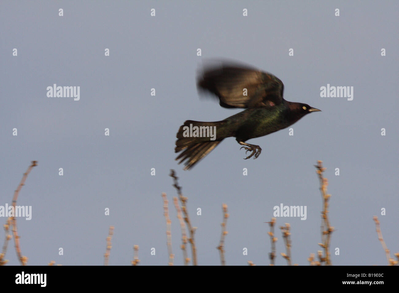 Brown headed cowbird flying High Resolution Stock Photography and ...