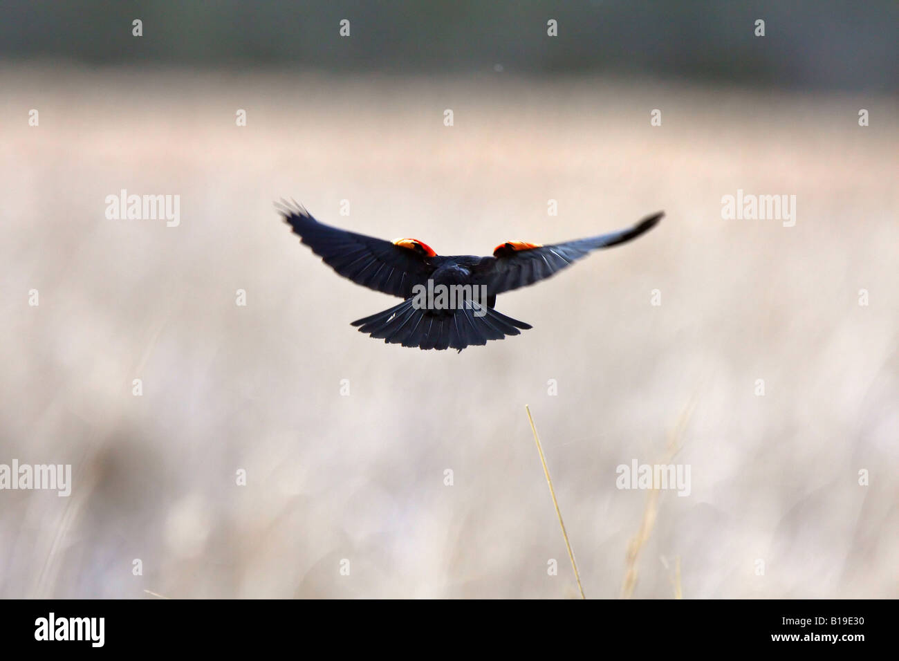 Red winged Blackbird in flight Stock Photo - Alamy