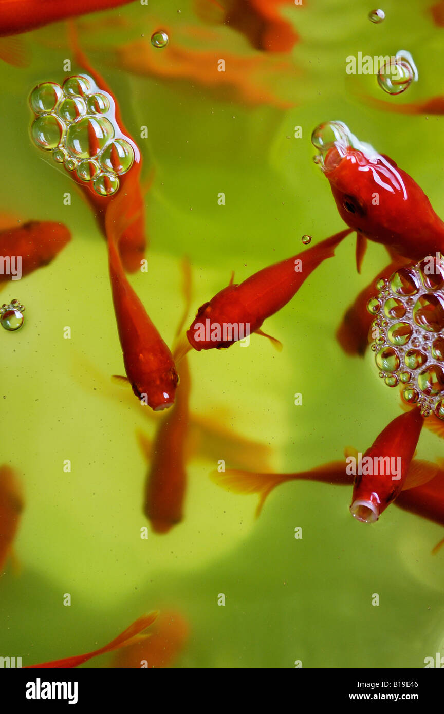 goldfish for sale Kyoto Japan Stock Photo - Alamy