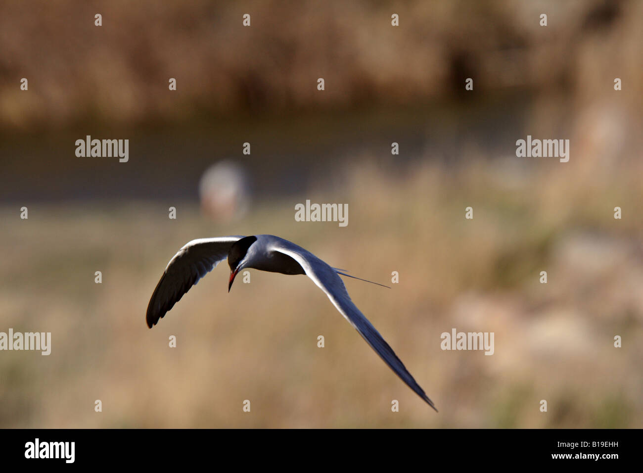 Forster s Tern in flight Stock Photo - Alamy