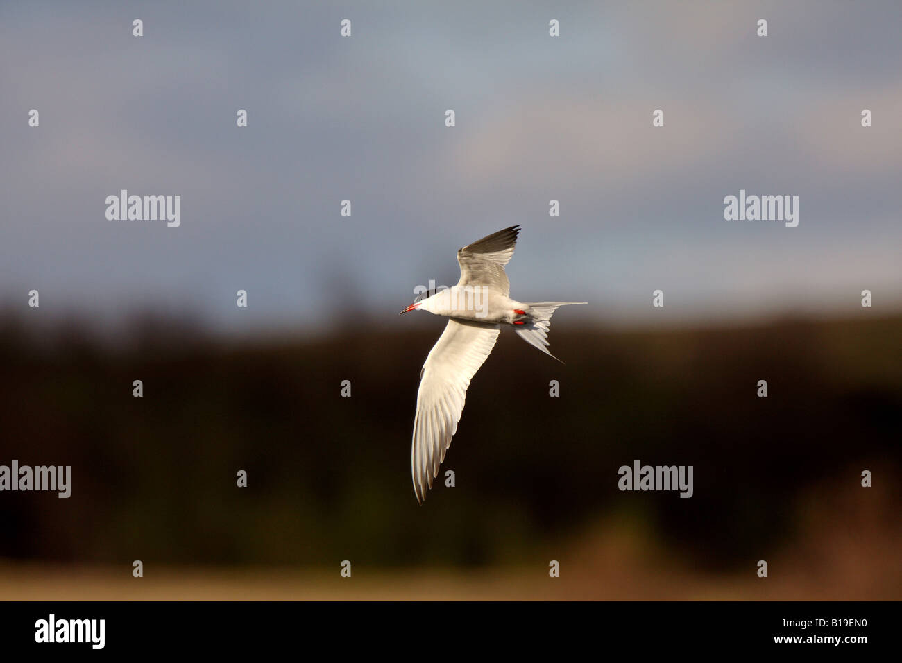 Forster s Tern in flight Stock Photo - Alamy