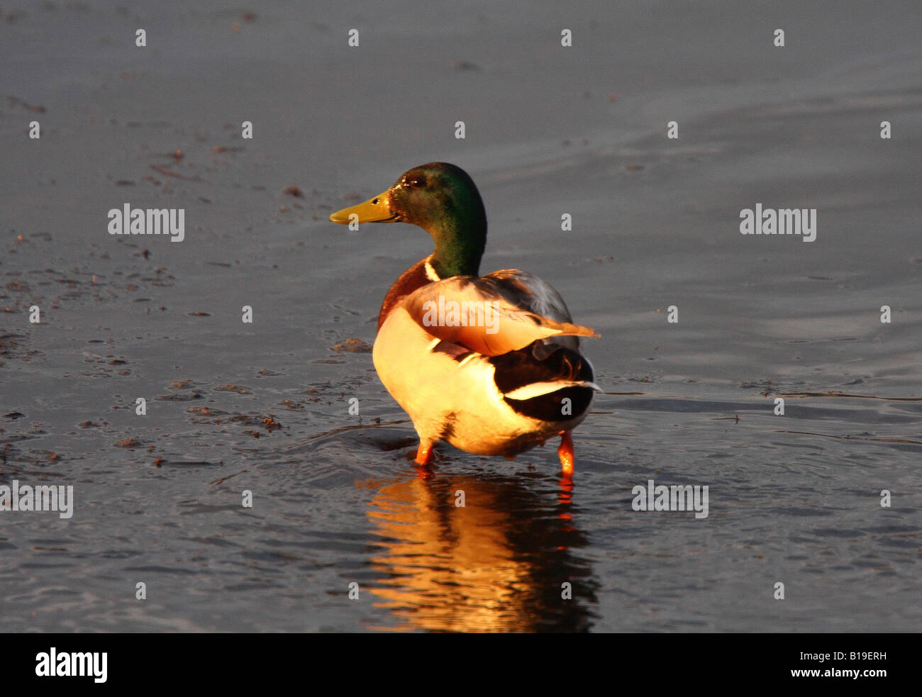 Northern Shoveler drake wading in pond Stock Photo - Alamy