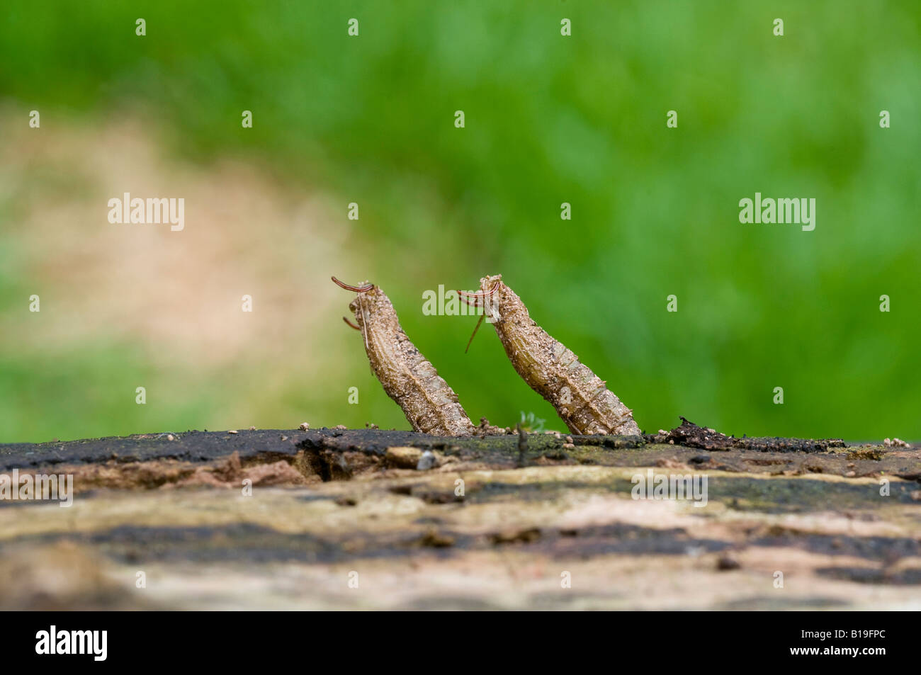 Empty pupal cases of Crane Flies possibly Ctenophora or Tipula sticking ...