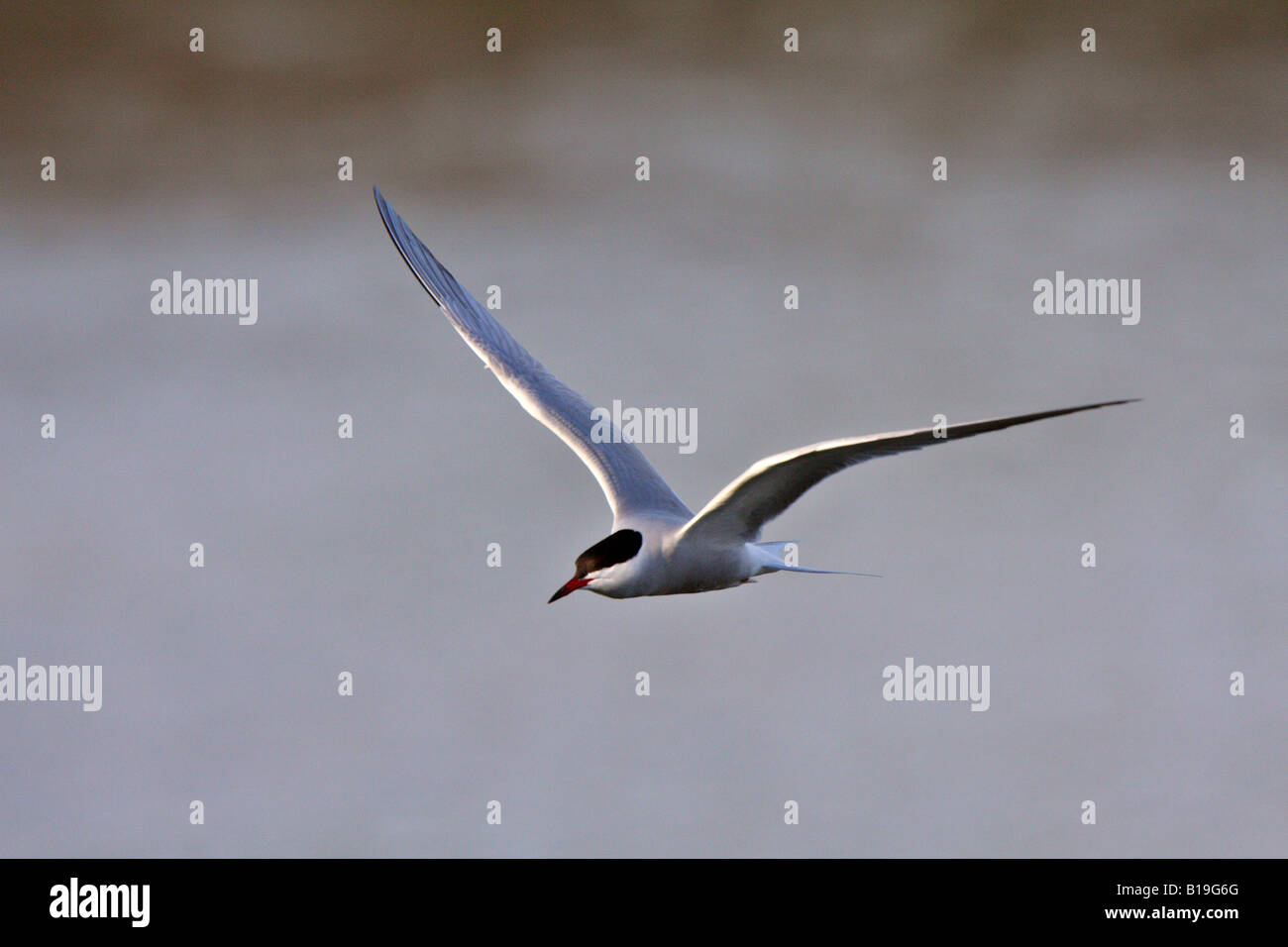 Forster s Tern in flight Stock Photo - Alamy