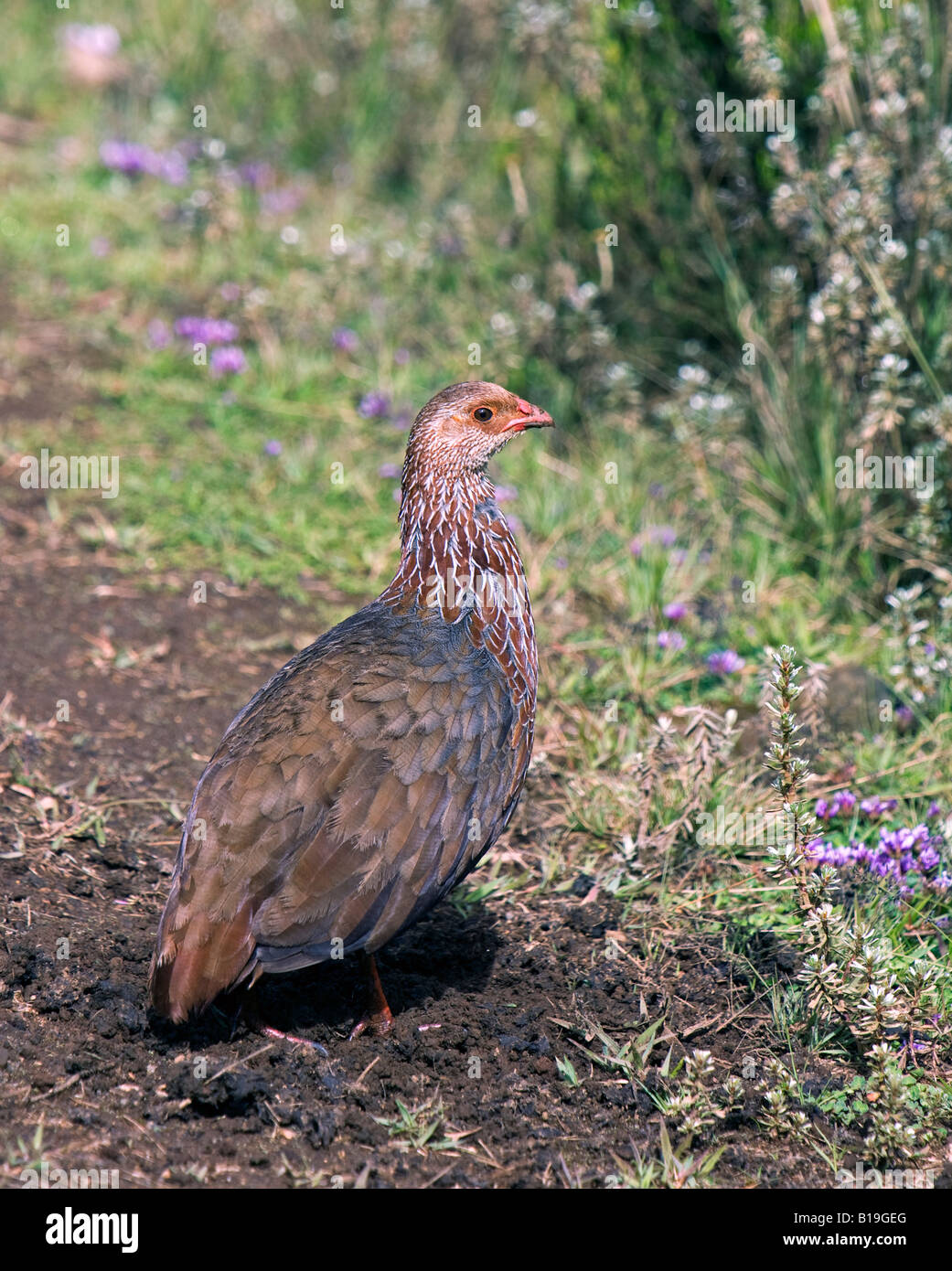 Kenya, Kenya Highlands. A Jackson's Francolin (Francolinus jacksoni ...