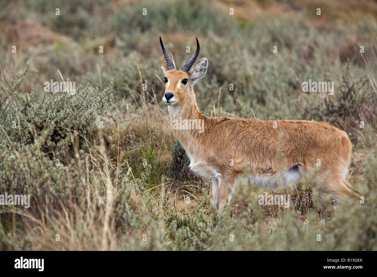 Kenya, Kenya Highlands. A Bohor reedbuck (Redunca redunca) at over ...