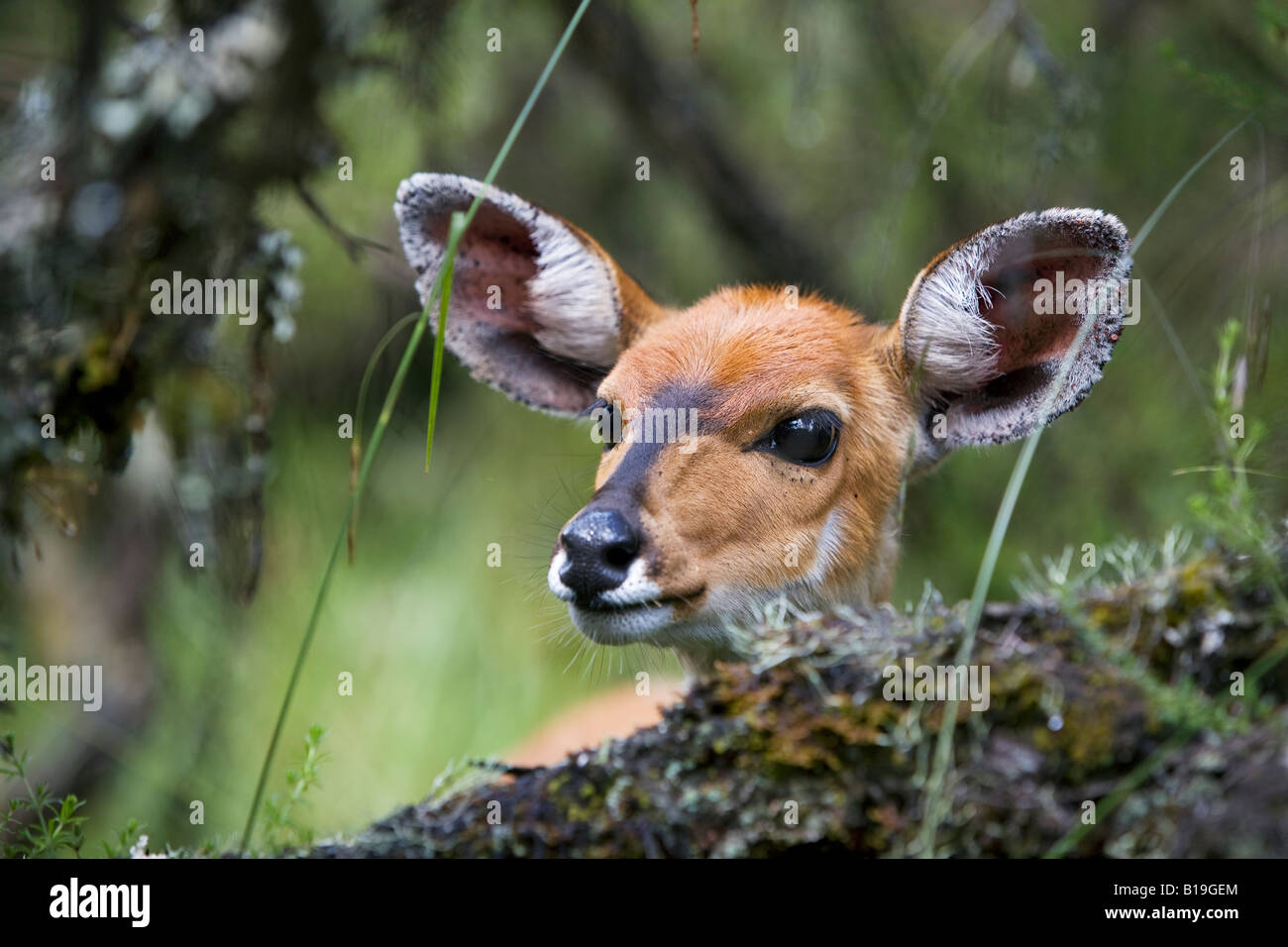 Kenya, Kenya Highlands. A female bushbuck (Tragelaphus scriptus) at ...