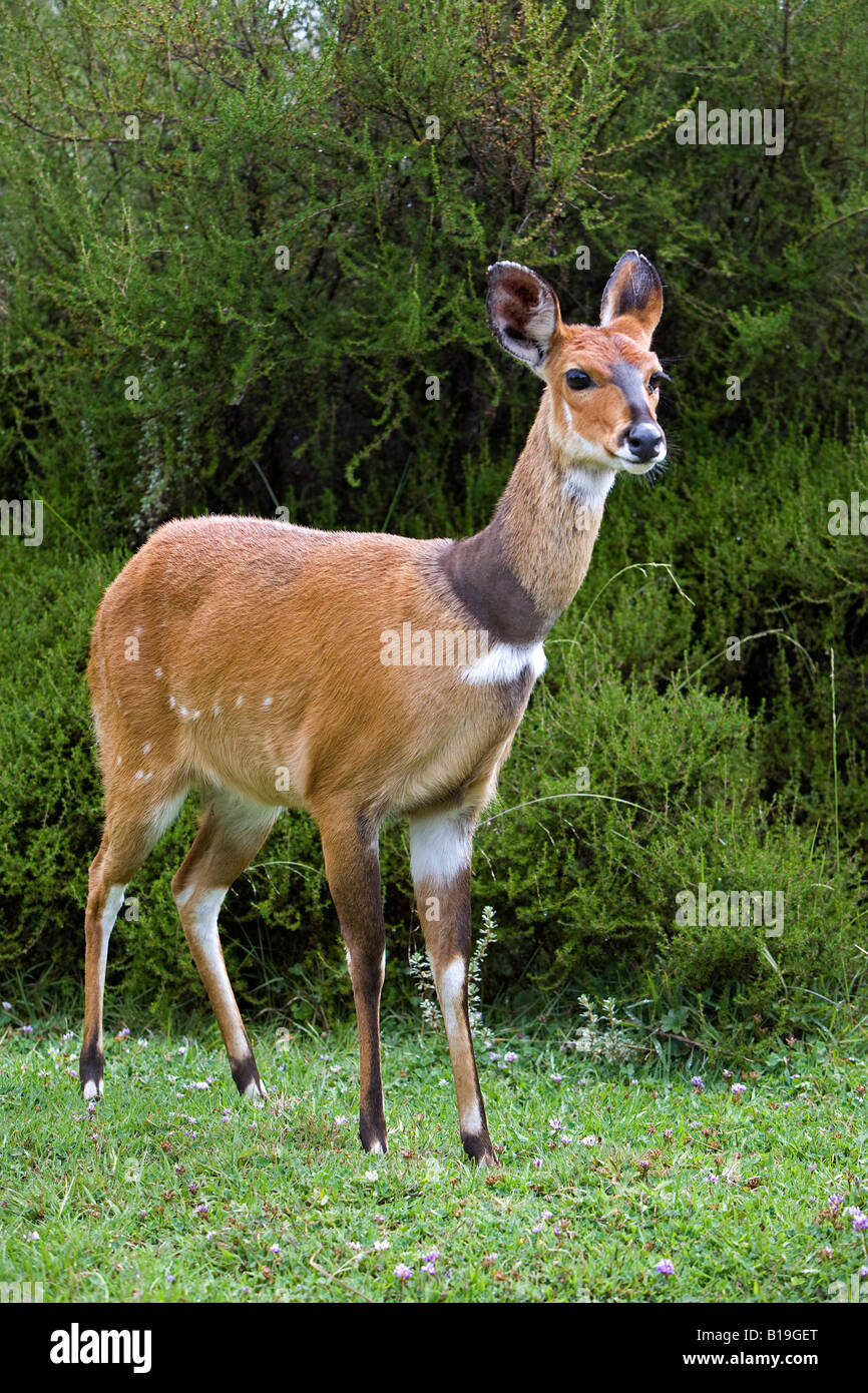 Kenya, Kenya Highlands. A female bushbuck (Tragelaphus scriptus) at ...