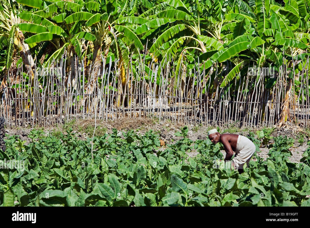 Kenya, Lamu archipelago, Pate Island. A man on Pate Island tends his ...