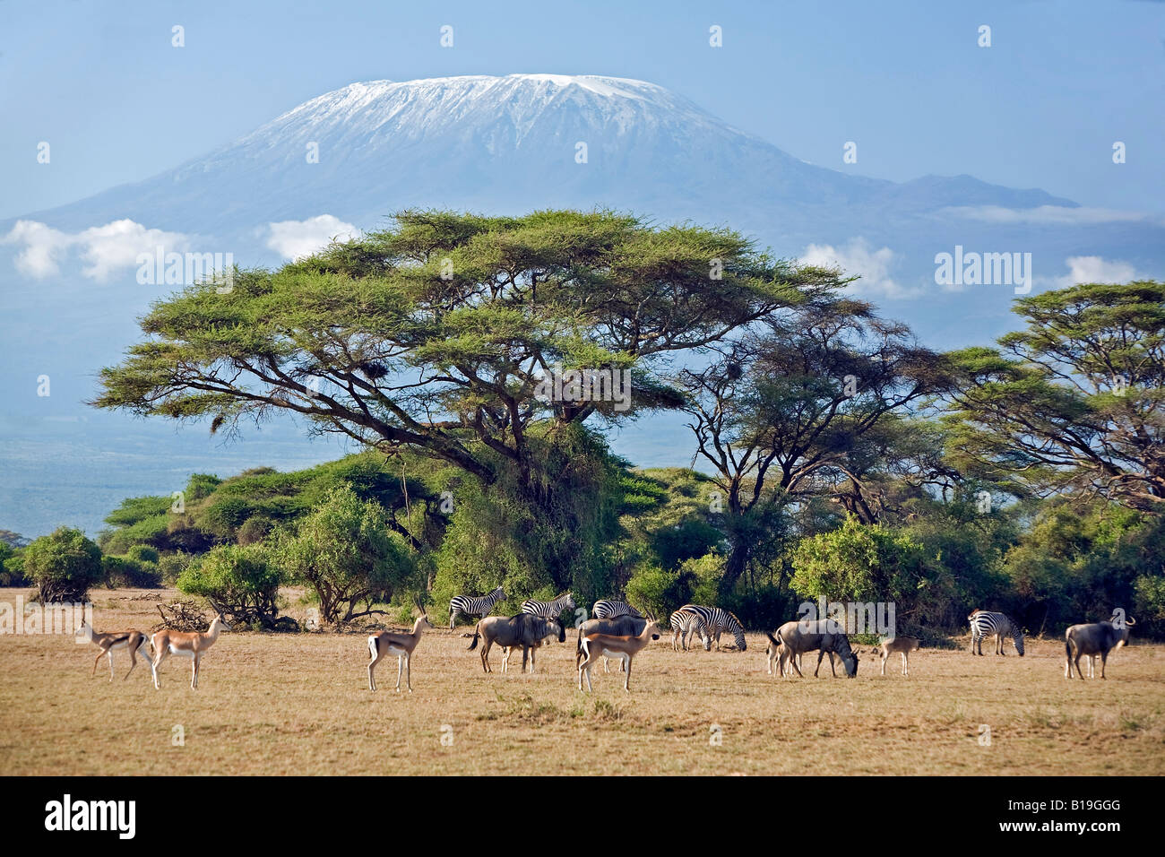 Kenya, Amboseli, Amboseli National Park. Animals graze the parched ...
