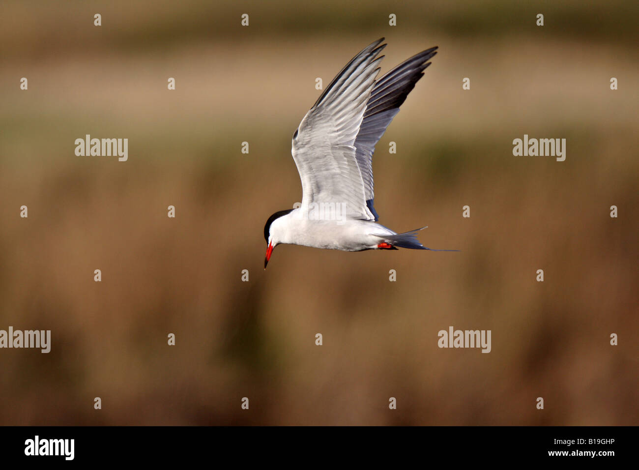 Forster s Tern in flight Stock Photo - Alamy