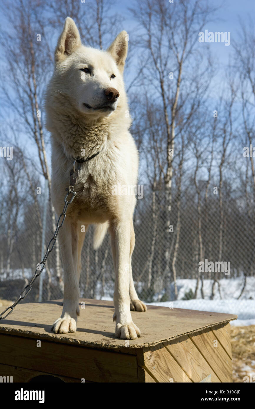 Norway, Troms, Tromso. At a Tromso dog yard, an alert husky waits his ...