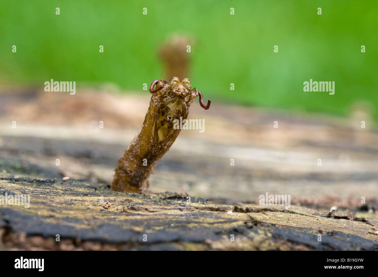 Empty pupal cases of Crane Flies possibly Ctenophora or Tipula sticking ...
