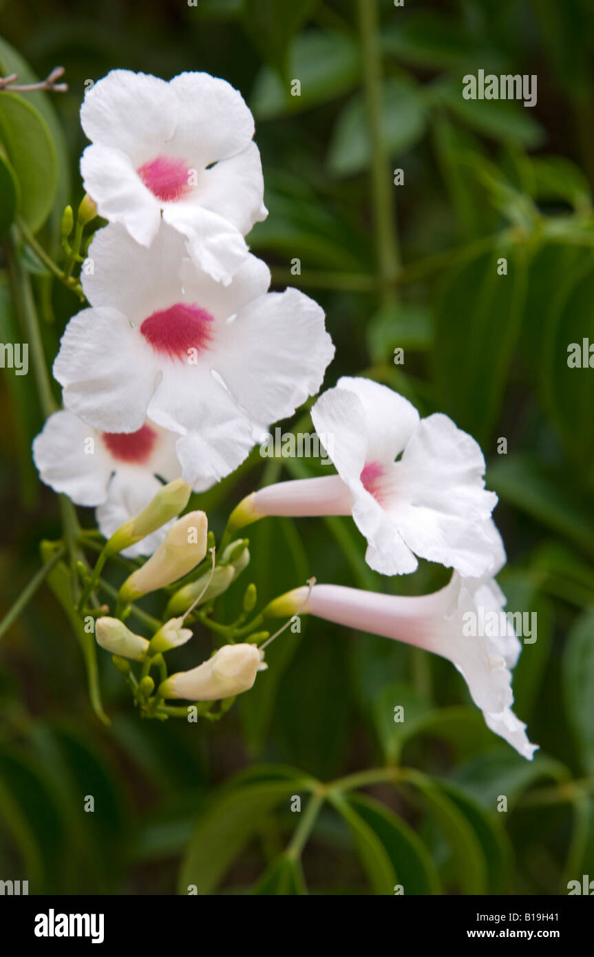 Spain, Andalucia, Seville. A flower in the gardens of the Alcazar ...