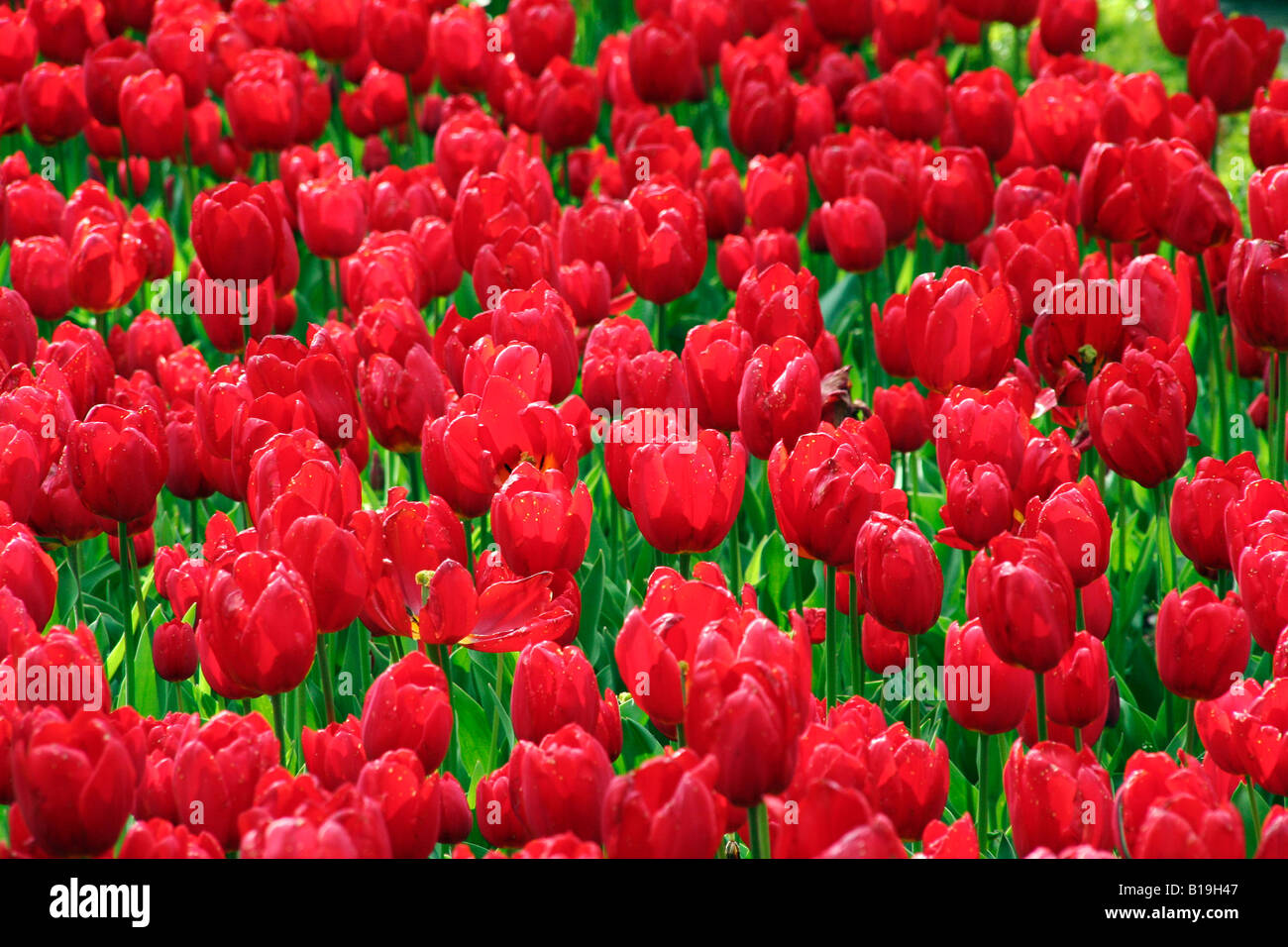 Spain, Madrid. Flowers in the Public Realm Stock Photo - Alamy