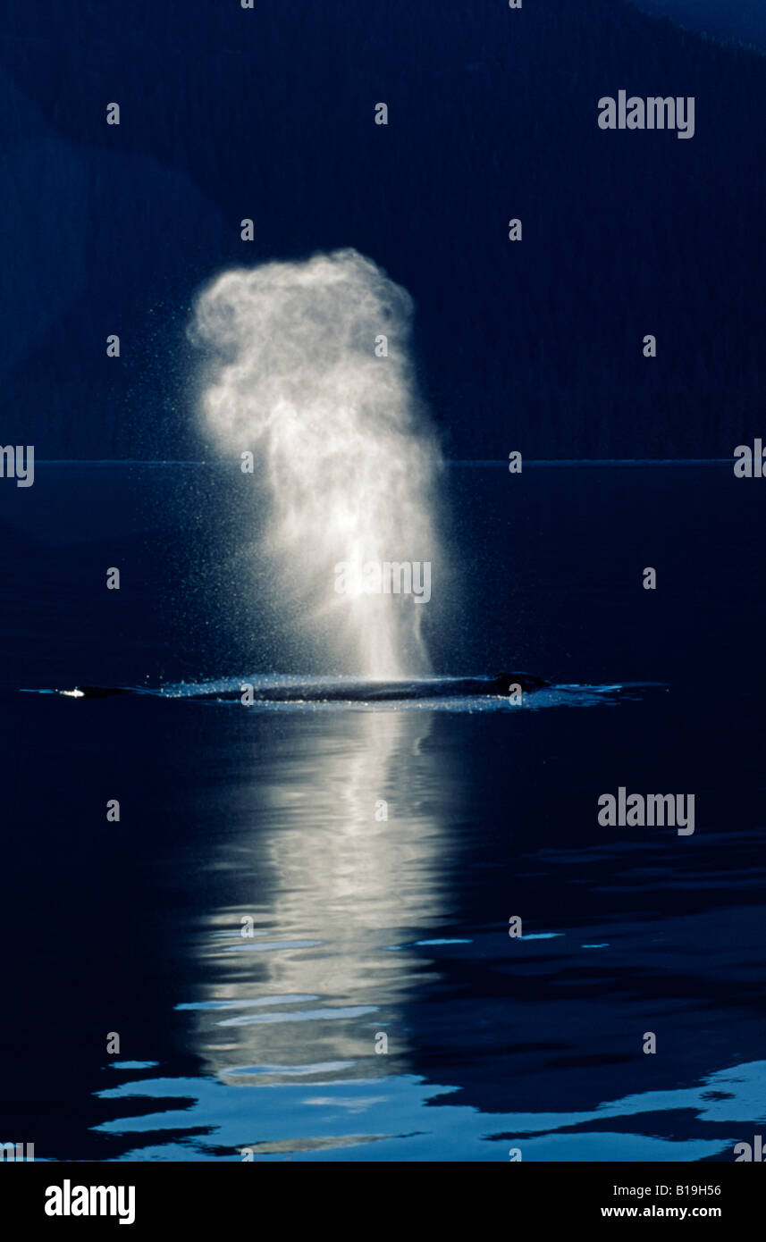 USA, Alaska, Frederick Sound. Humpback Whale (Megaptera novaeangliae ...