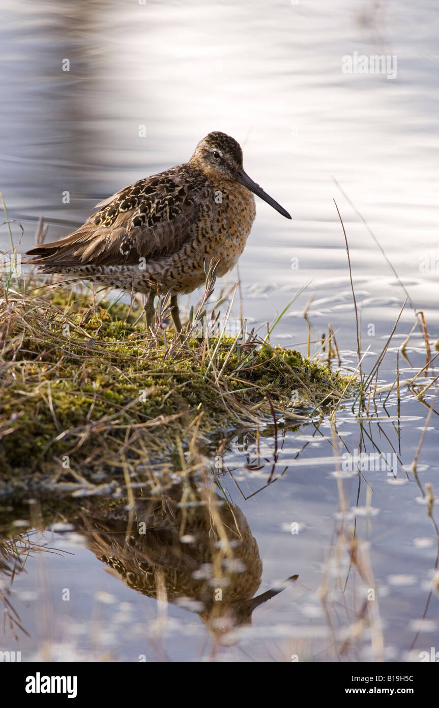 Fantail snipe hi-res stock photography and images - Alamy