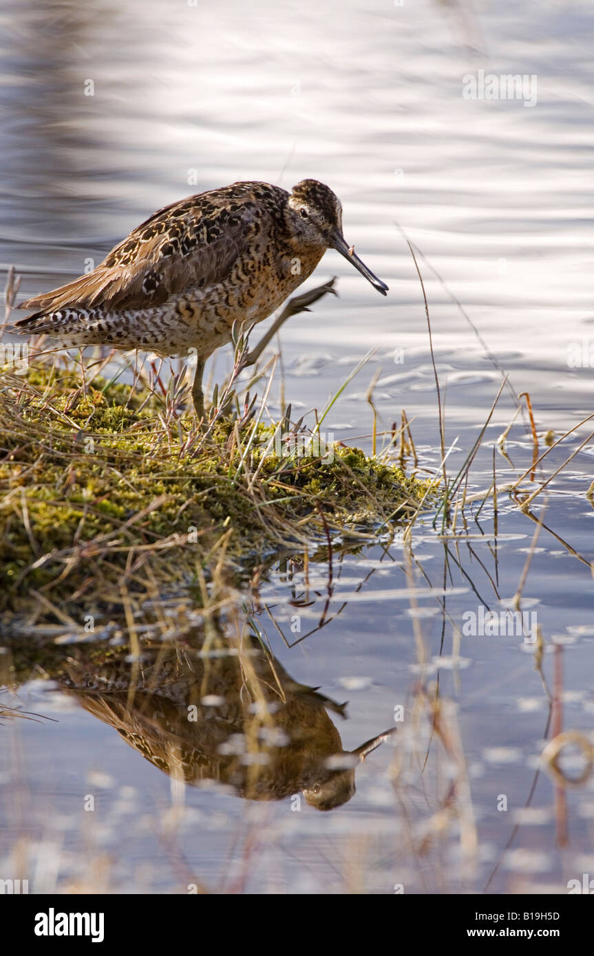 USA, Alaska. A Common Snipe (Gallinago gallinago) beside a small lake ...