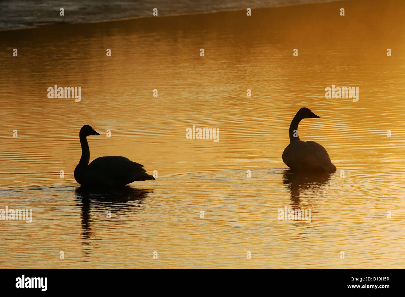 USA, Alaska, Copper River Delta. Trumpeter Swans in early morning mist ...