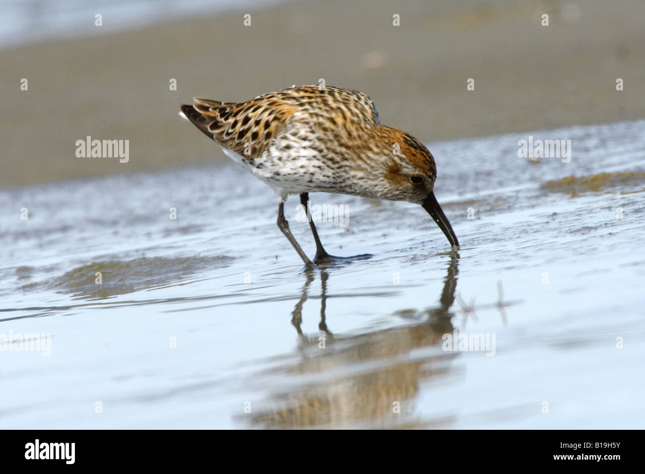 USA, Alaska Copper River Delta. Western Sandpipers (Calidris mauri) and ...
