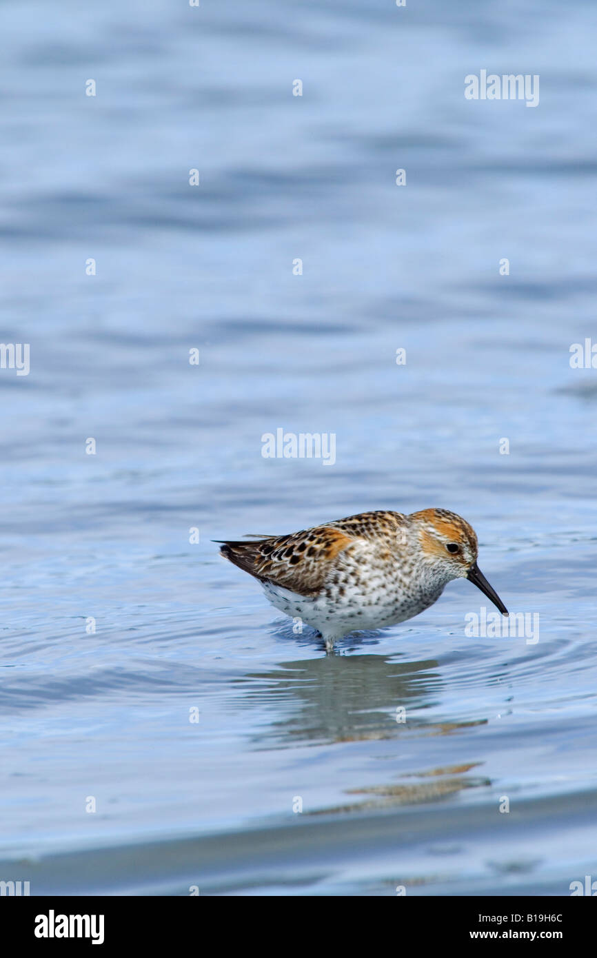 USA, Alaska, Copper River Delta. Western Sandpipers (Calidris mauri ...
