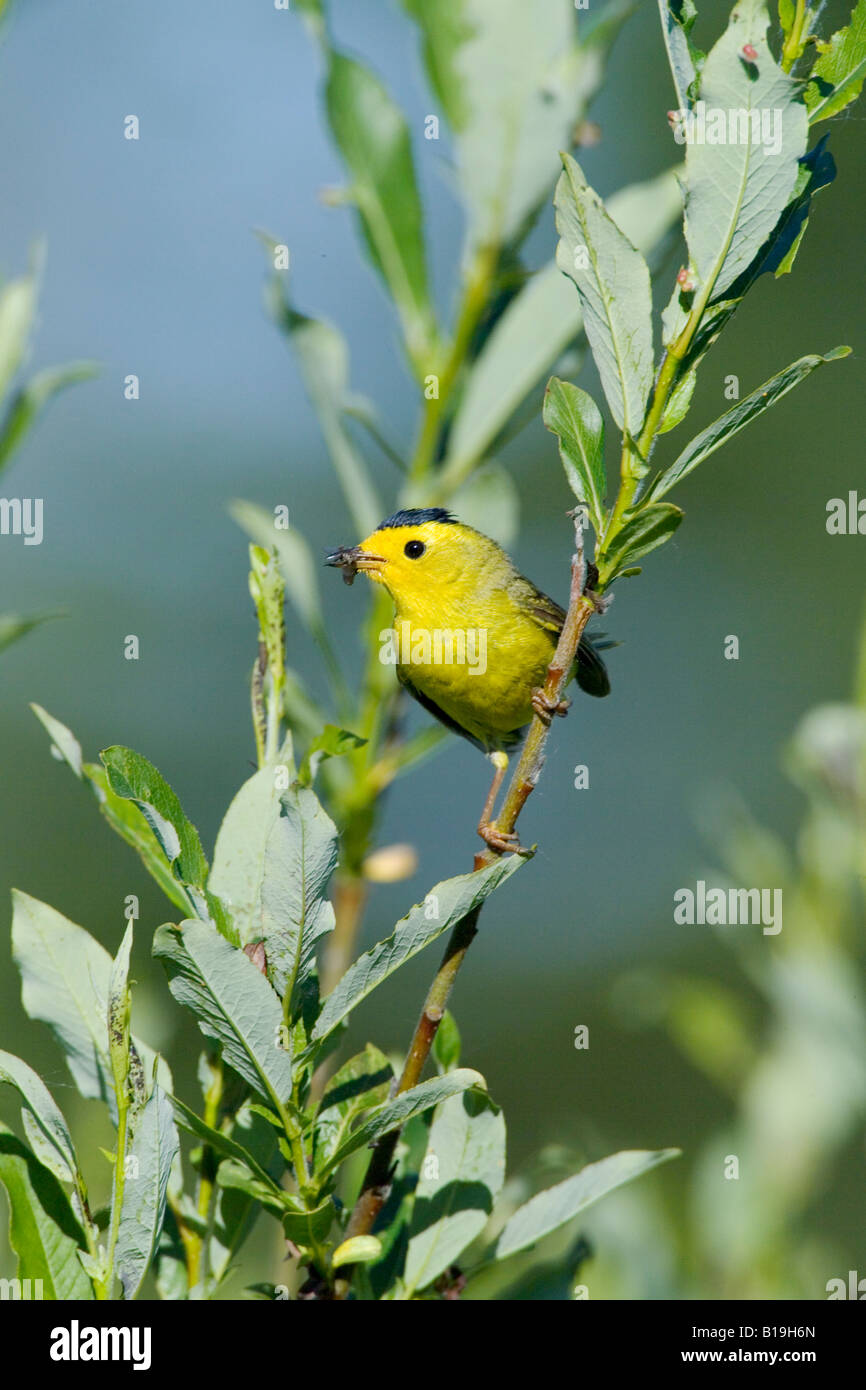 USA, Alaska. A male Wilson's Warbler (Wilsonia pusilla) with a mouth ...