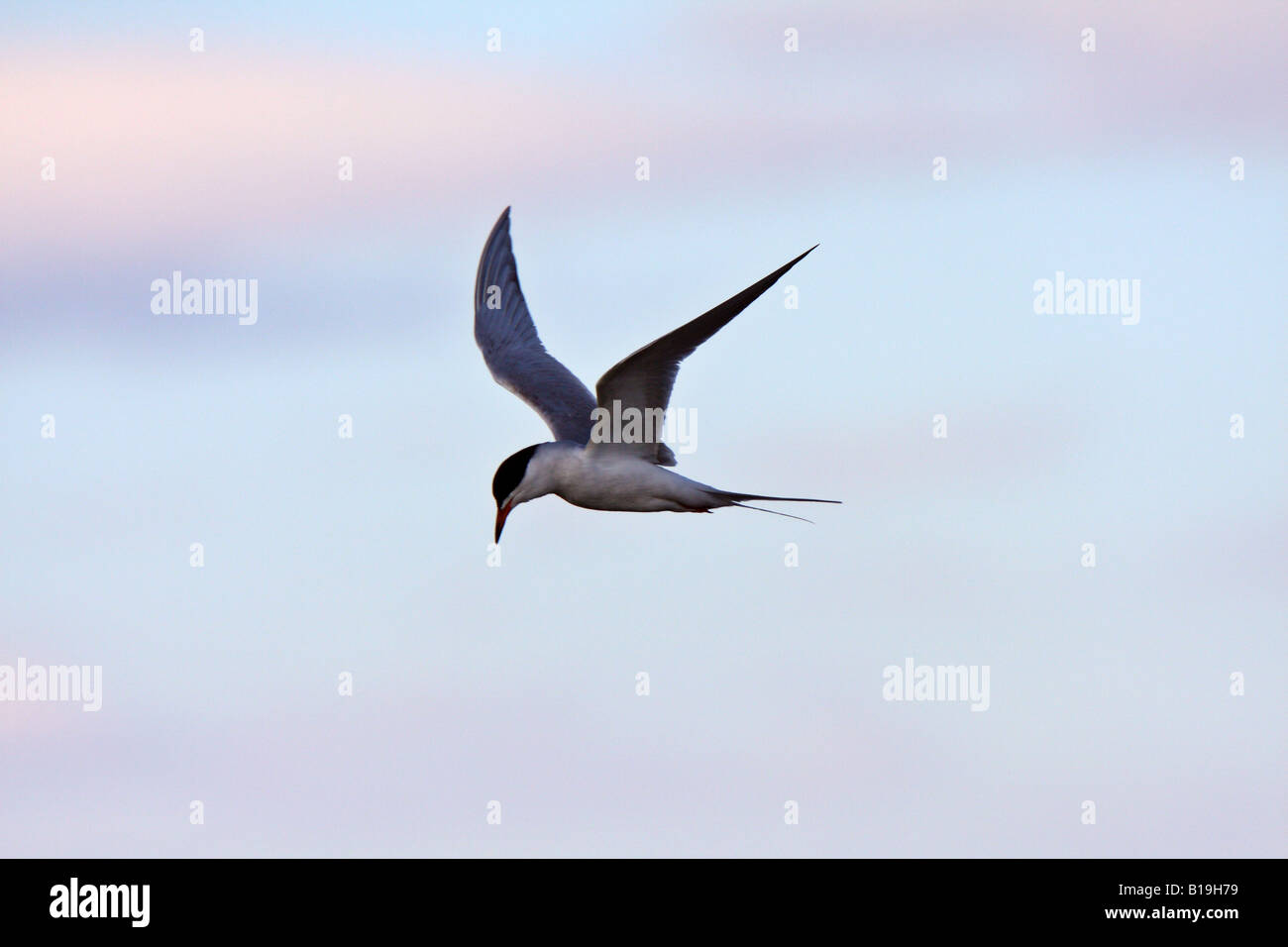 Forster s Tern in flight Stock Photo - Alamy