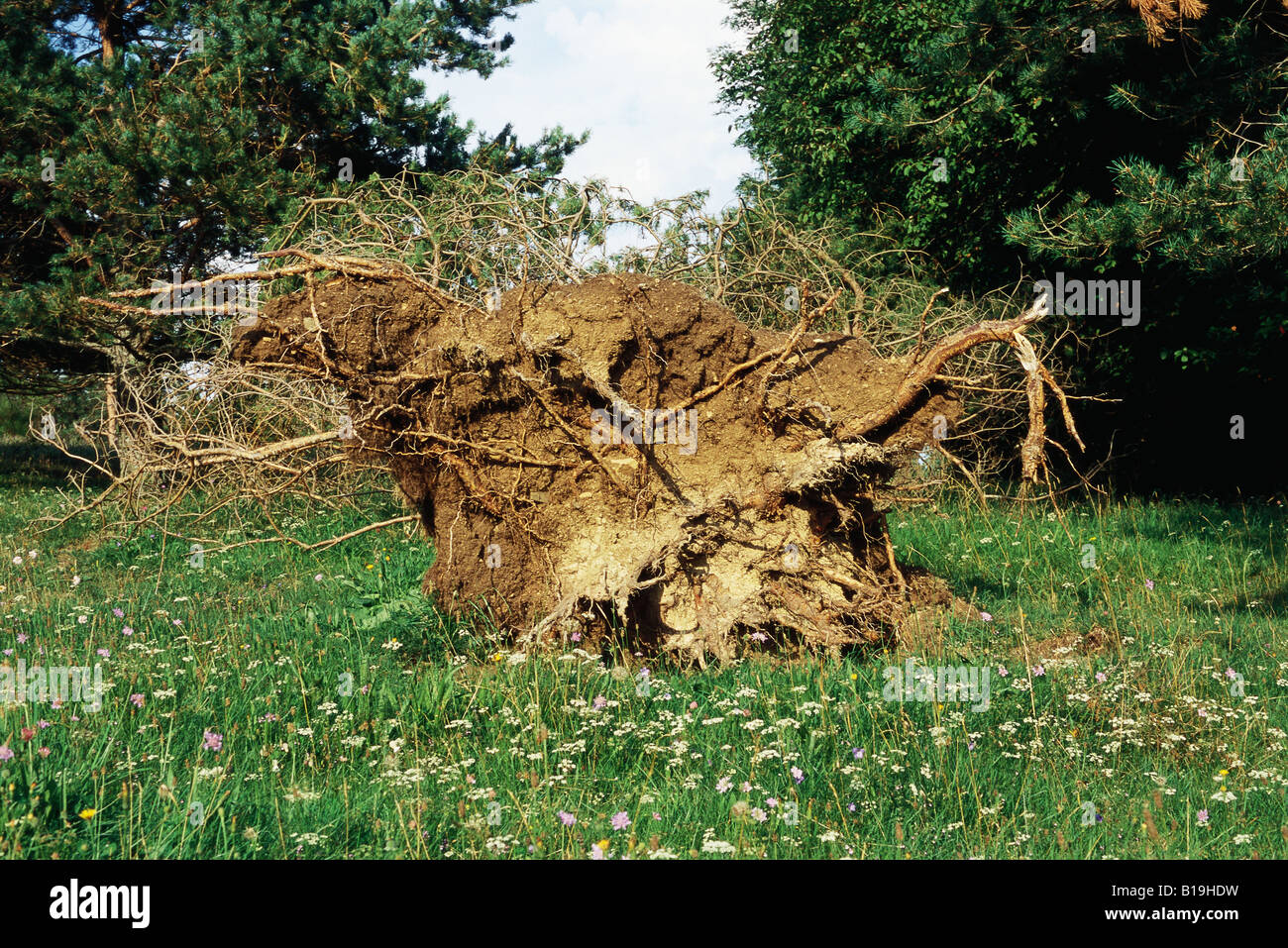 Dead persons flower hi-res stock photography and images - Alamy