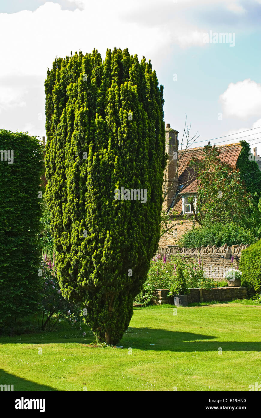 Columnar yew tree in a Wiltshire garden Stock Photo - Alamy