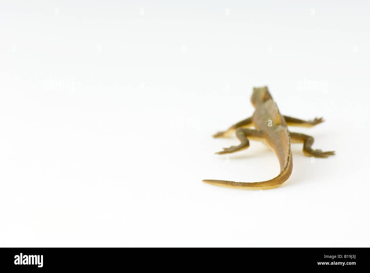 Plastic lizard, rear view Stock Photo - Alamy