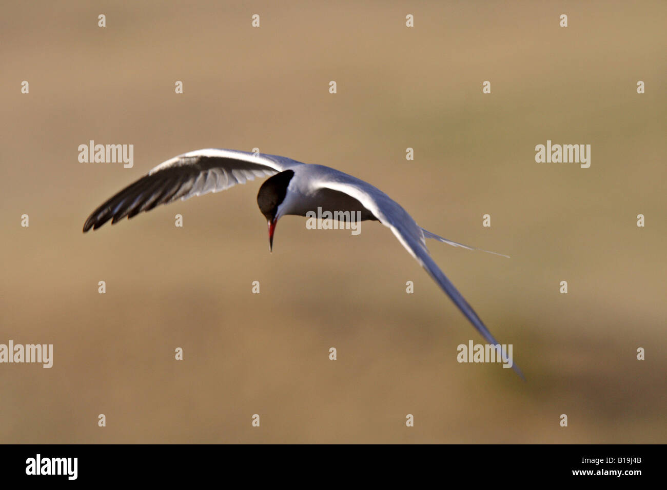 Forster s Tern in flight Stock Photo - Alamy