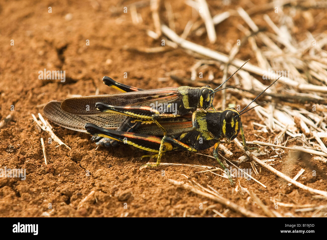 Painted locusts mating. the male is smaller than the female and is on ...