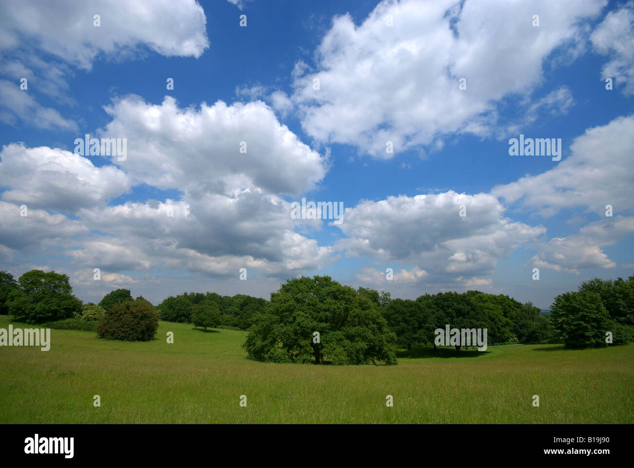 The English countryside with green trees, blue sky and white fluffy ...
