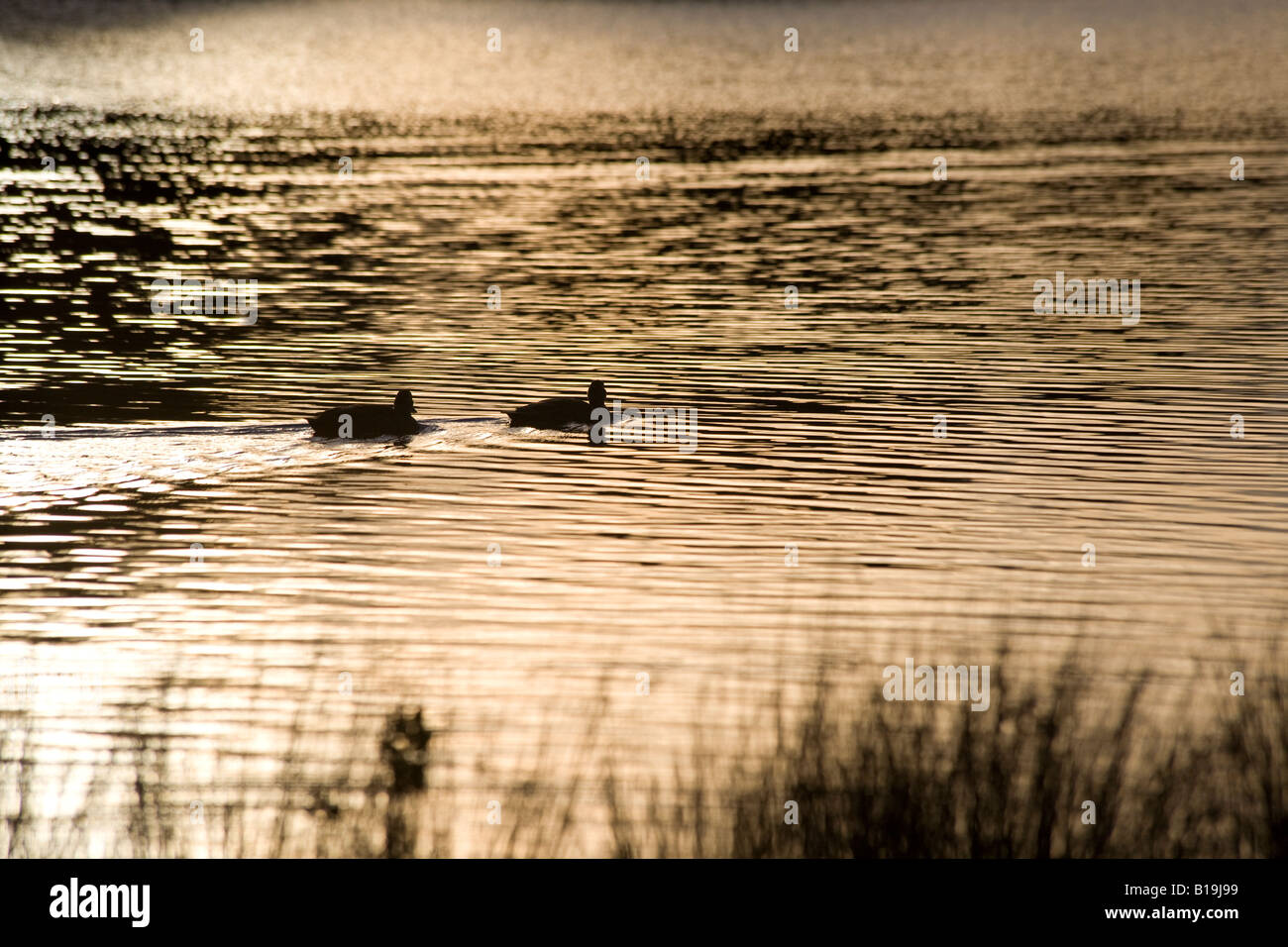 Two ducks in a pond at sunset Stock Photo - Alamy