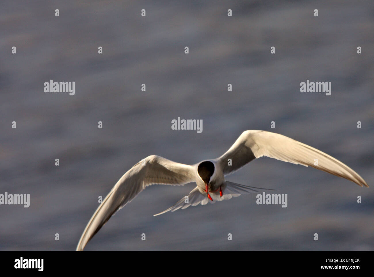 Forster s Tern in flight Stock Photo - Alamy