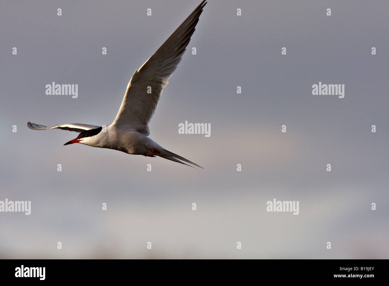 Forster s Tern in flight Stock Photo - Alamy