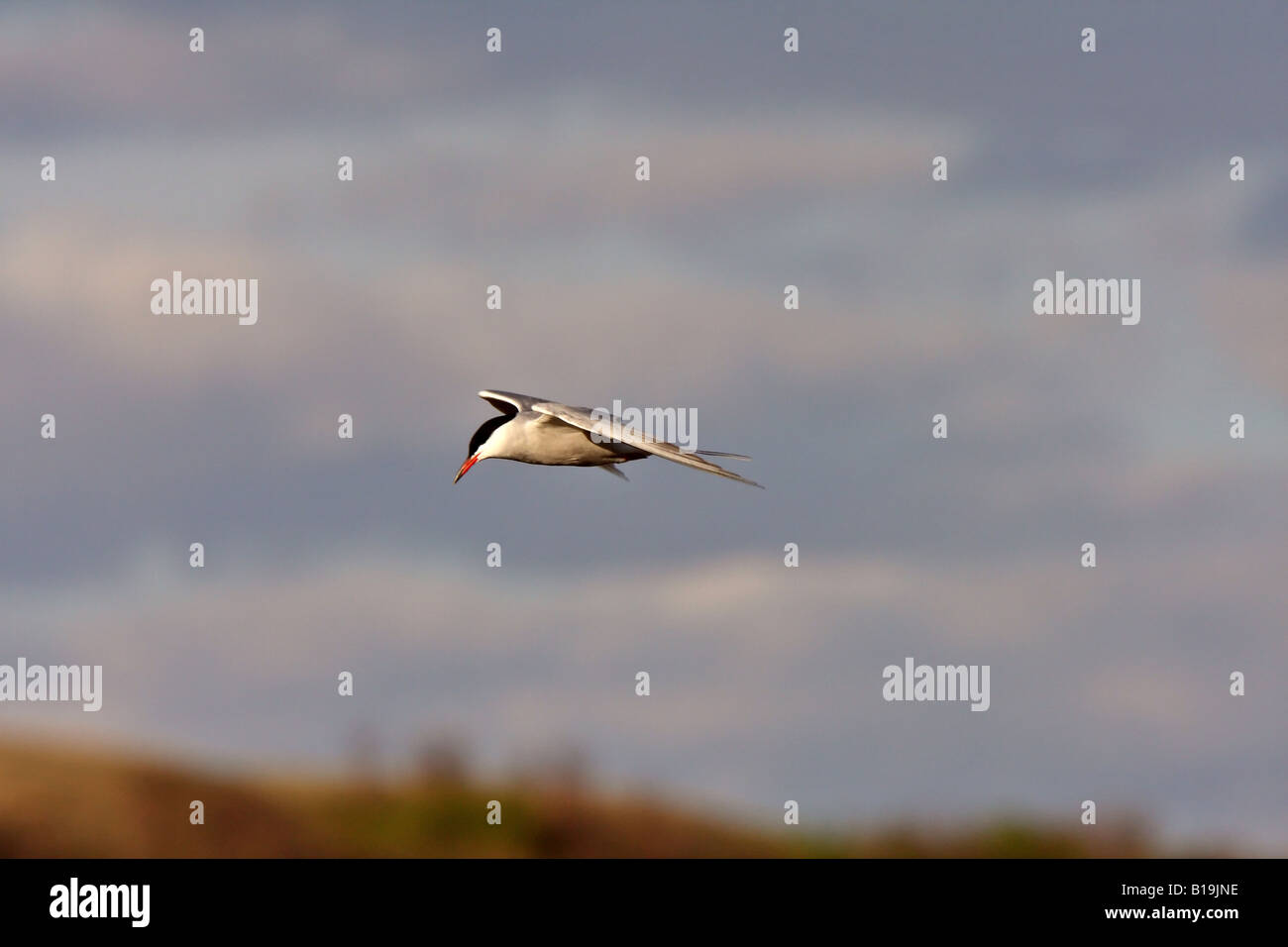 Forster s Tern in flight Stock Photo - Alamy