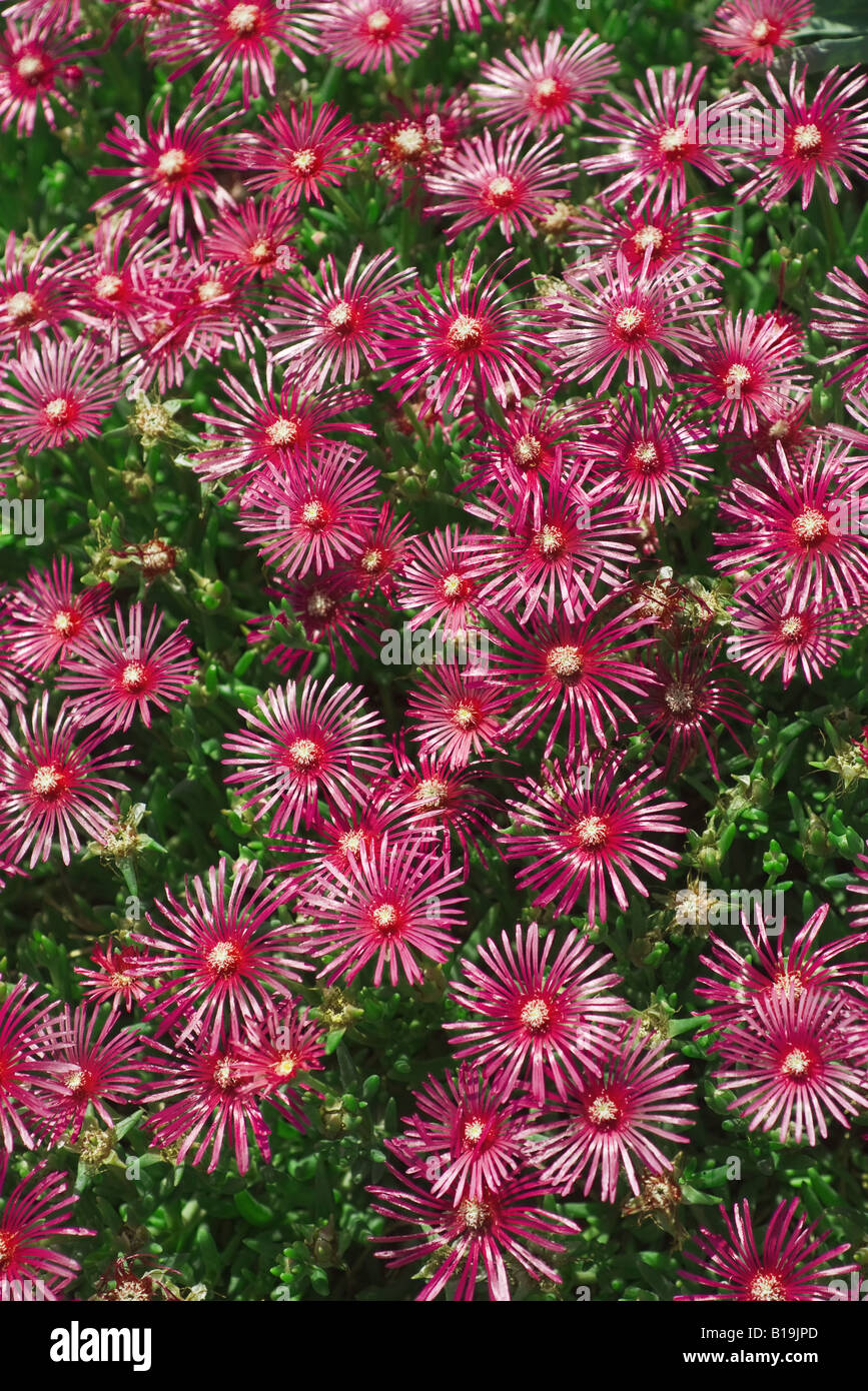 Ice plant, full frame Stock Photo - Alamy