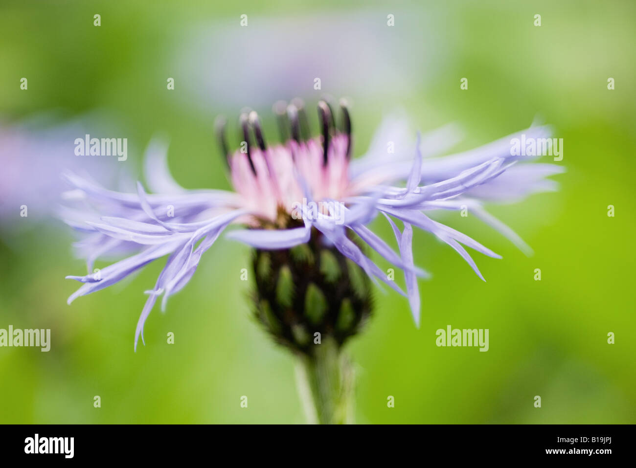 Violet colored flower side hi-res stock photography and images - Alamy