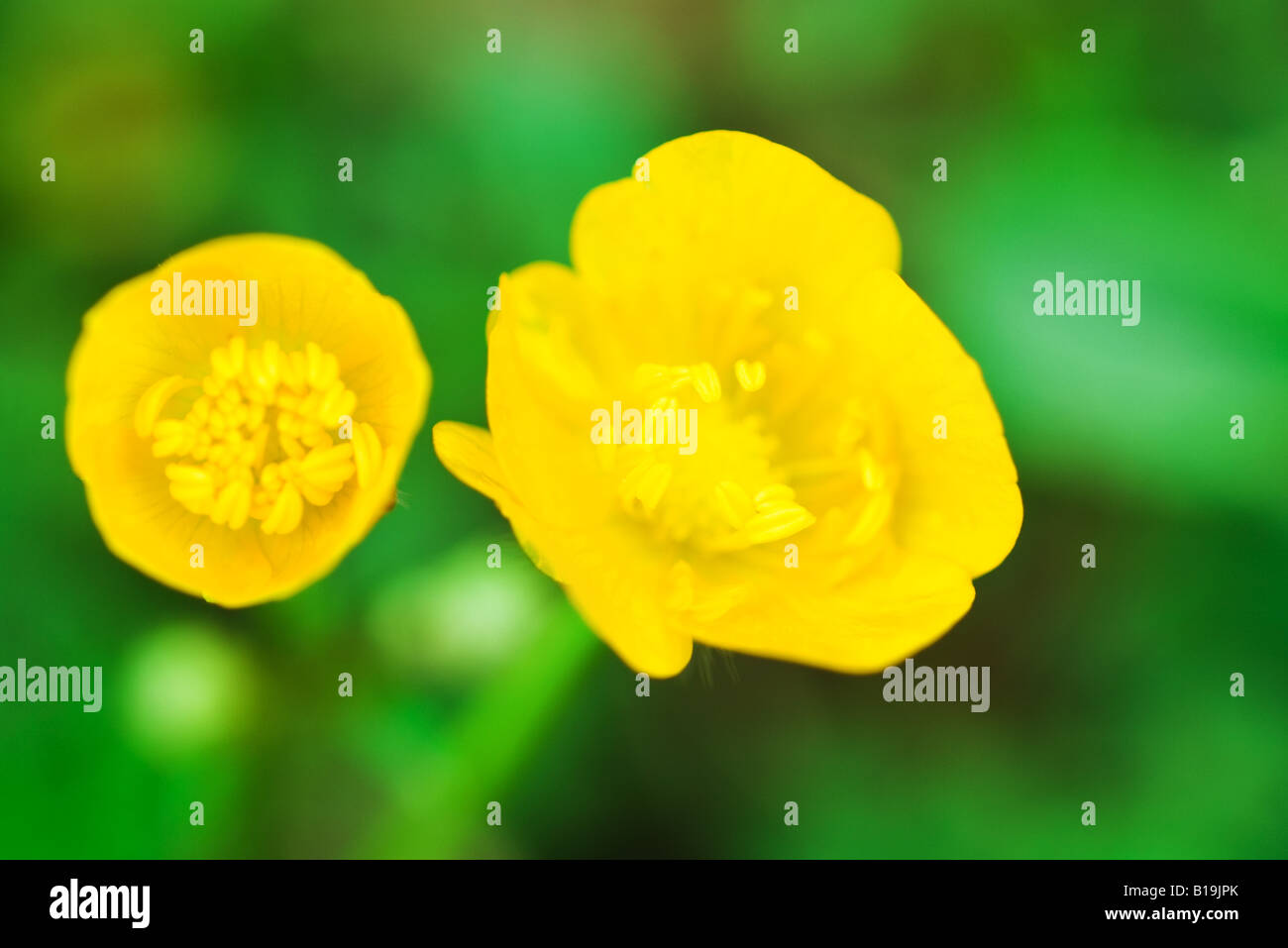 Buttercups, high angle view Stock Photo - Alamy