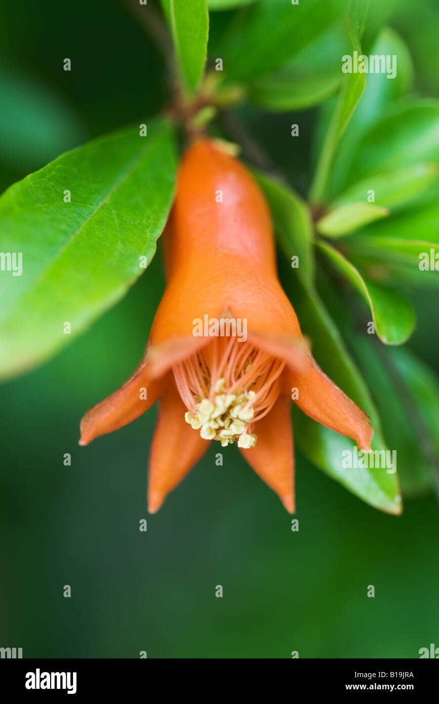 Pomegranate trees in bloom hi-res stock photography and images - Alamy
